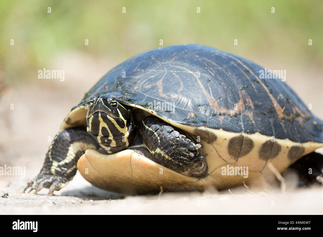 Creative photos of wildlife in various locations at Kennedy Space ...