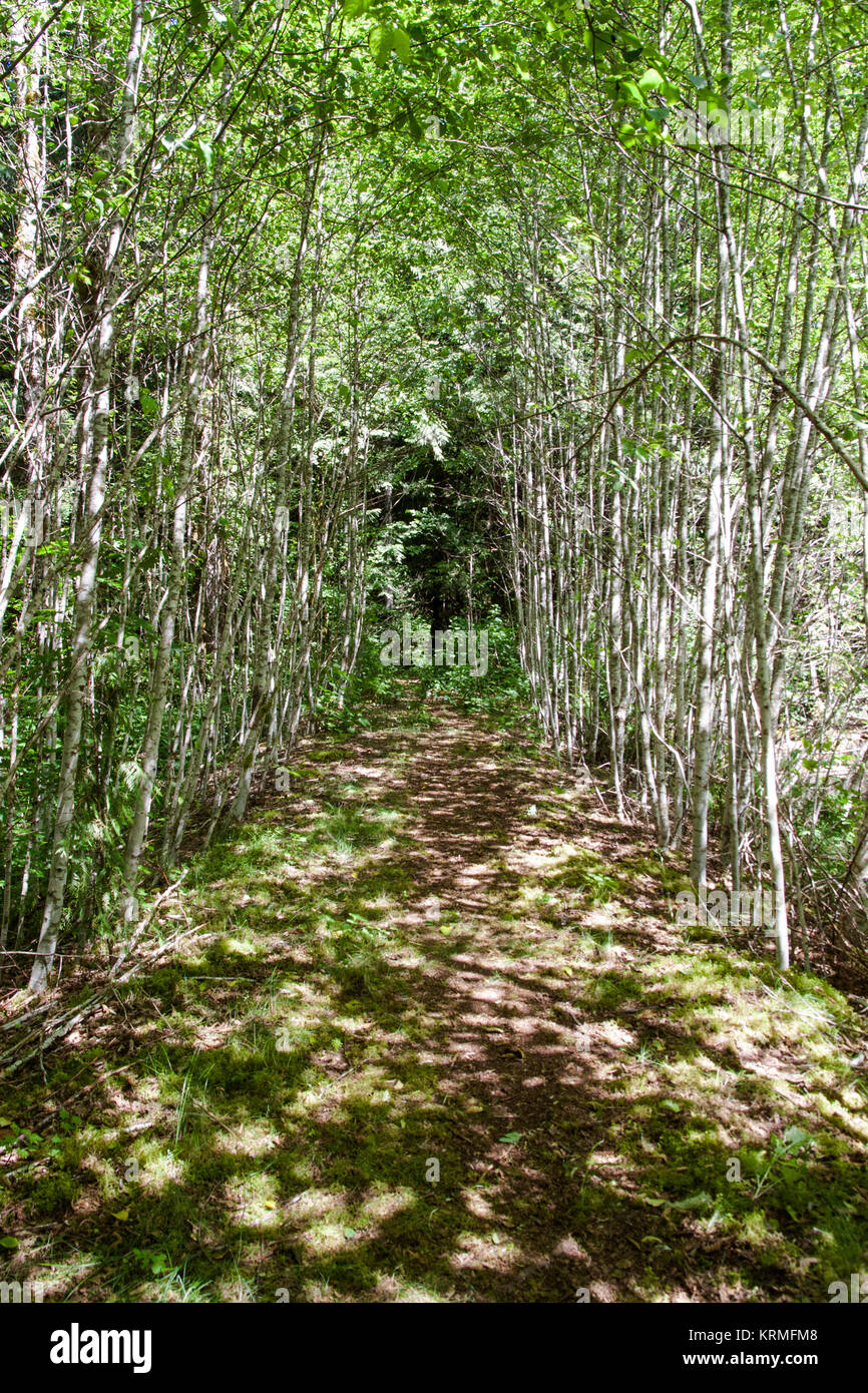 tunnel formed by trees along a path Stock Photo - Alamy