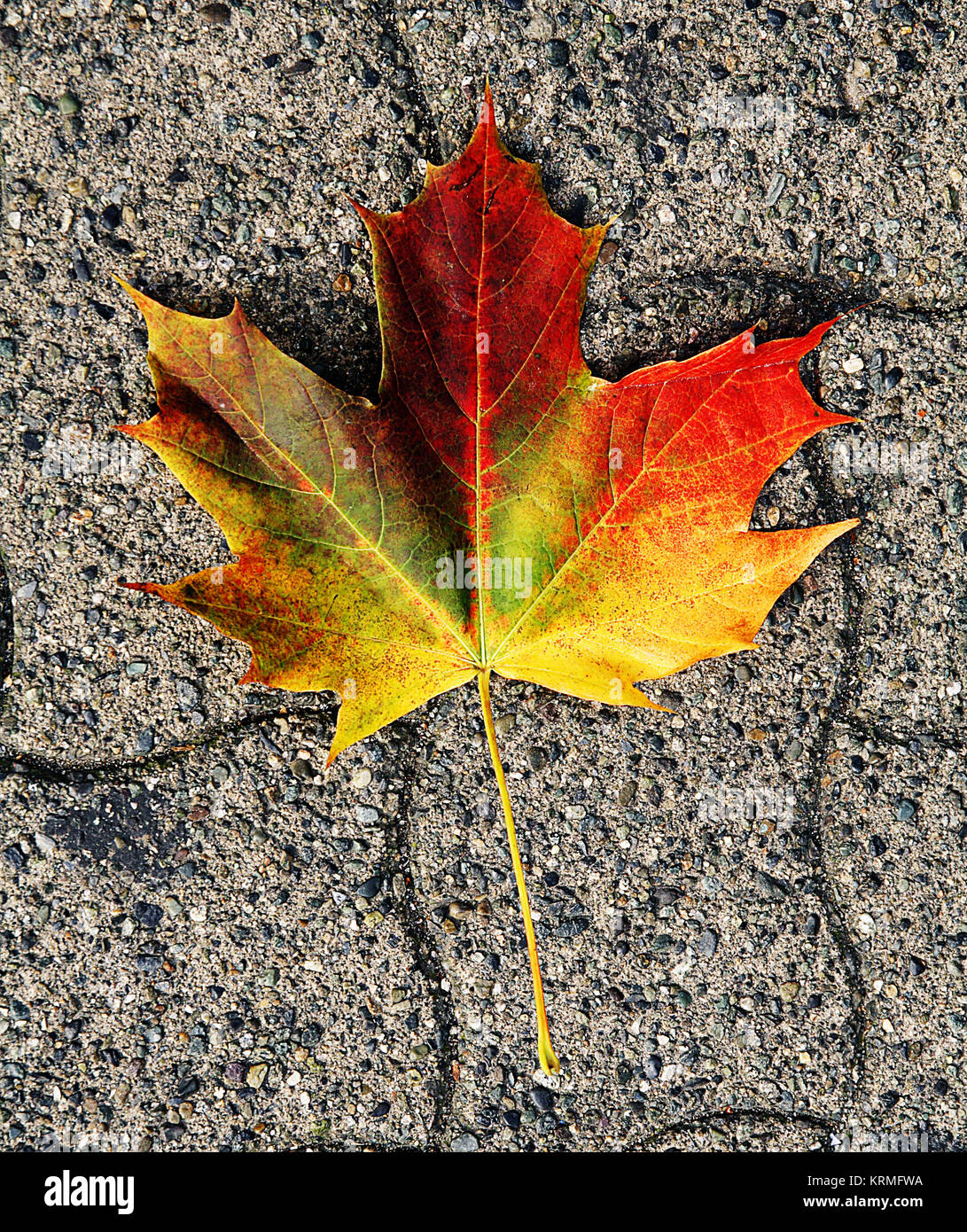 maple leaf on patio stone Stock Photo - Alamy