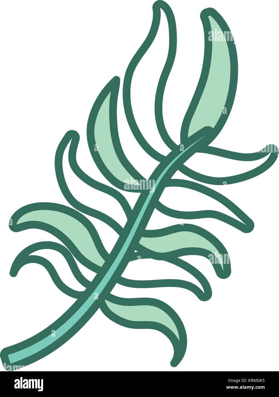 compound leaf vector illustration Stock Vector Image & Art - Alamy