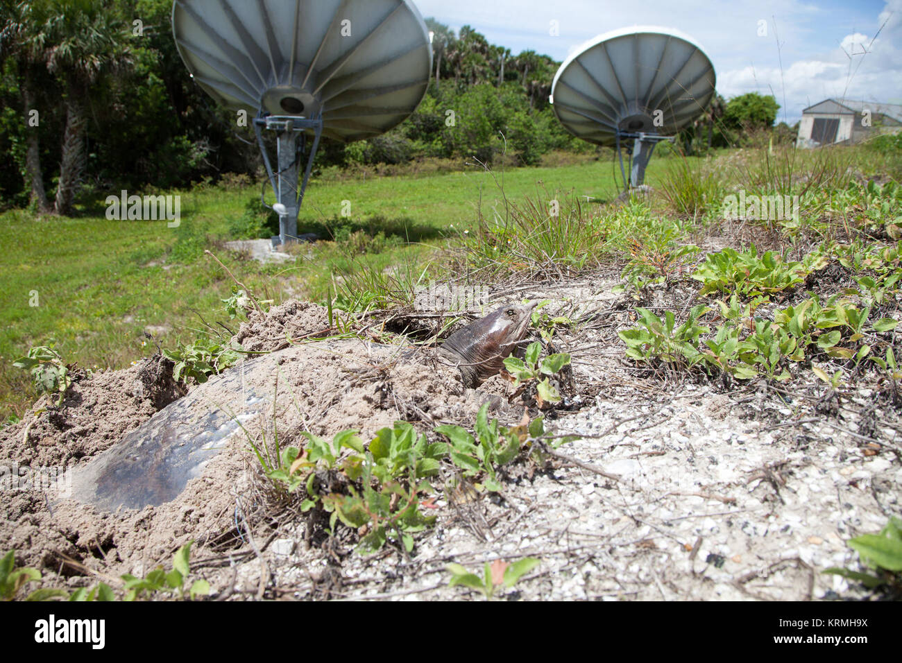 Creative photos of a soft shell turtle laying eggs behind the Press ...
