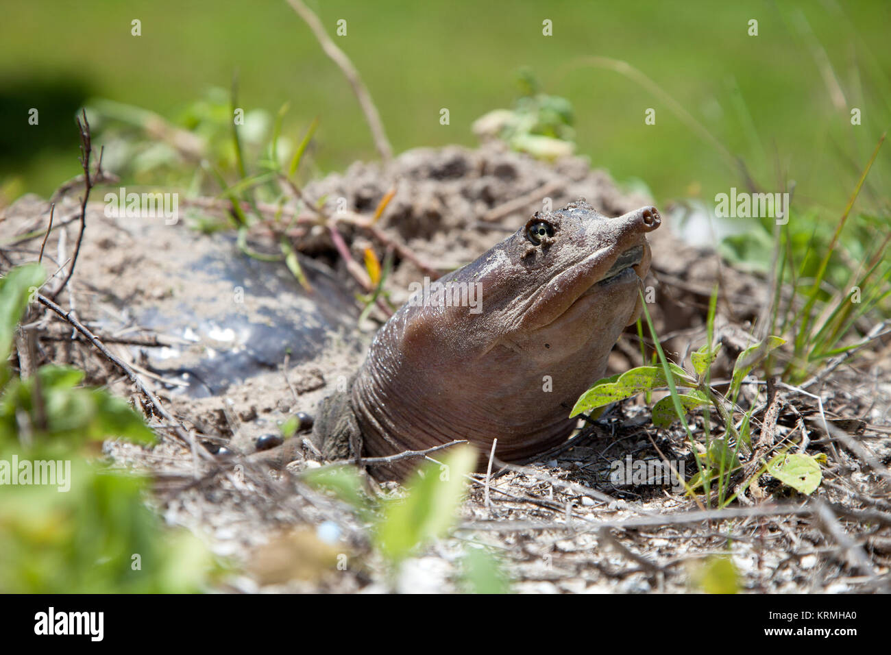 Creative photos of a soft shell turtle laying eggs behind the Press ...