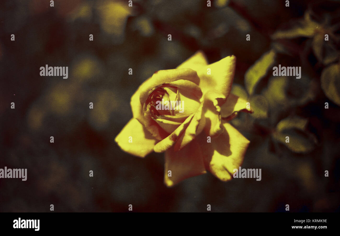 Yellow Rose Exposed on Red Scale Film with Blurry Green Background ...