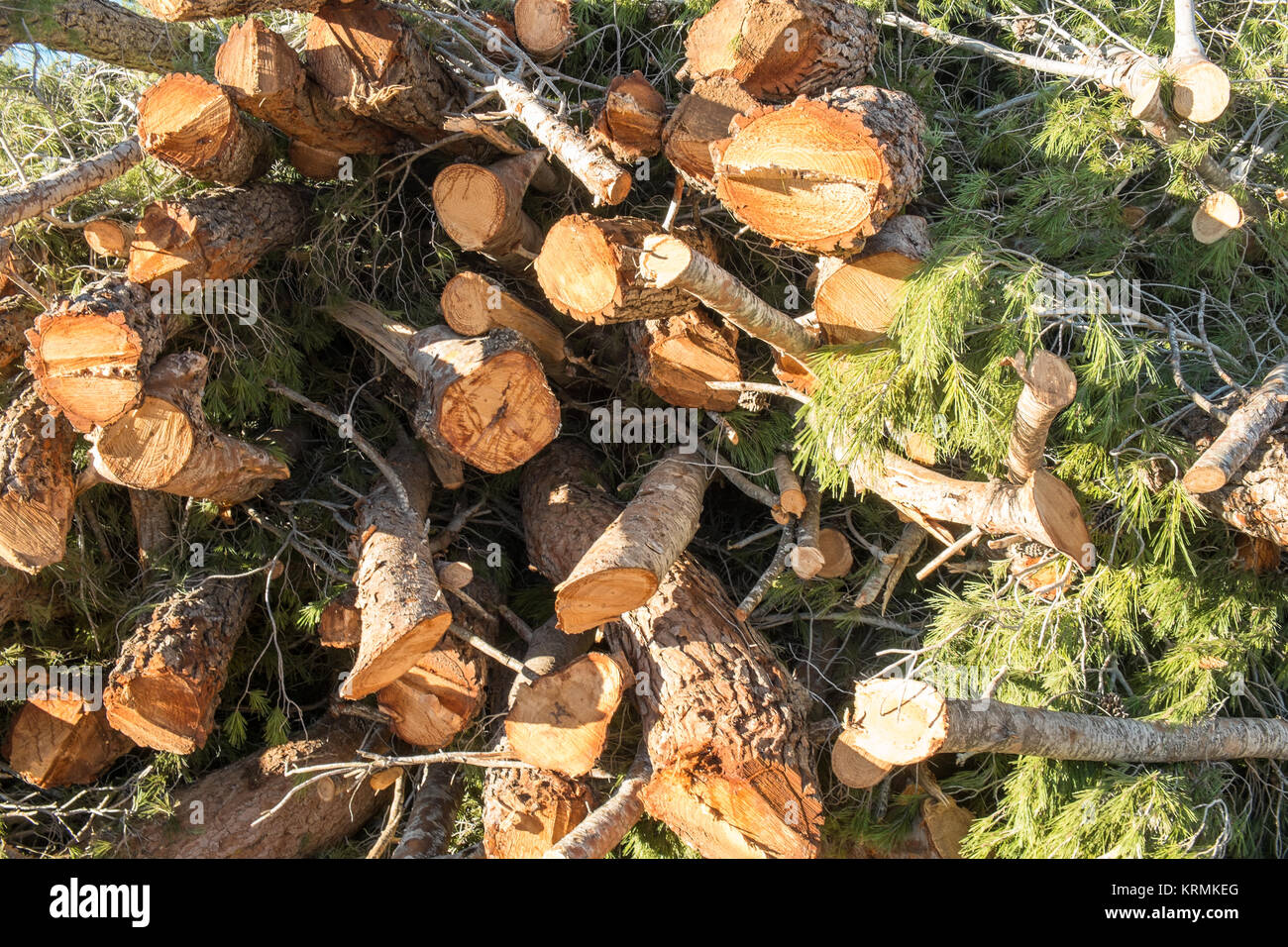 Stack of timber from forestry works Stock Photo - Alamy