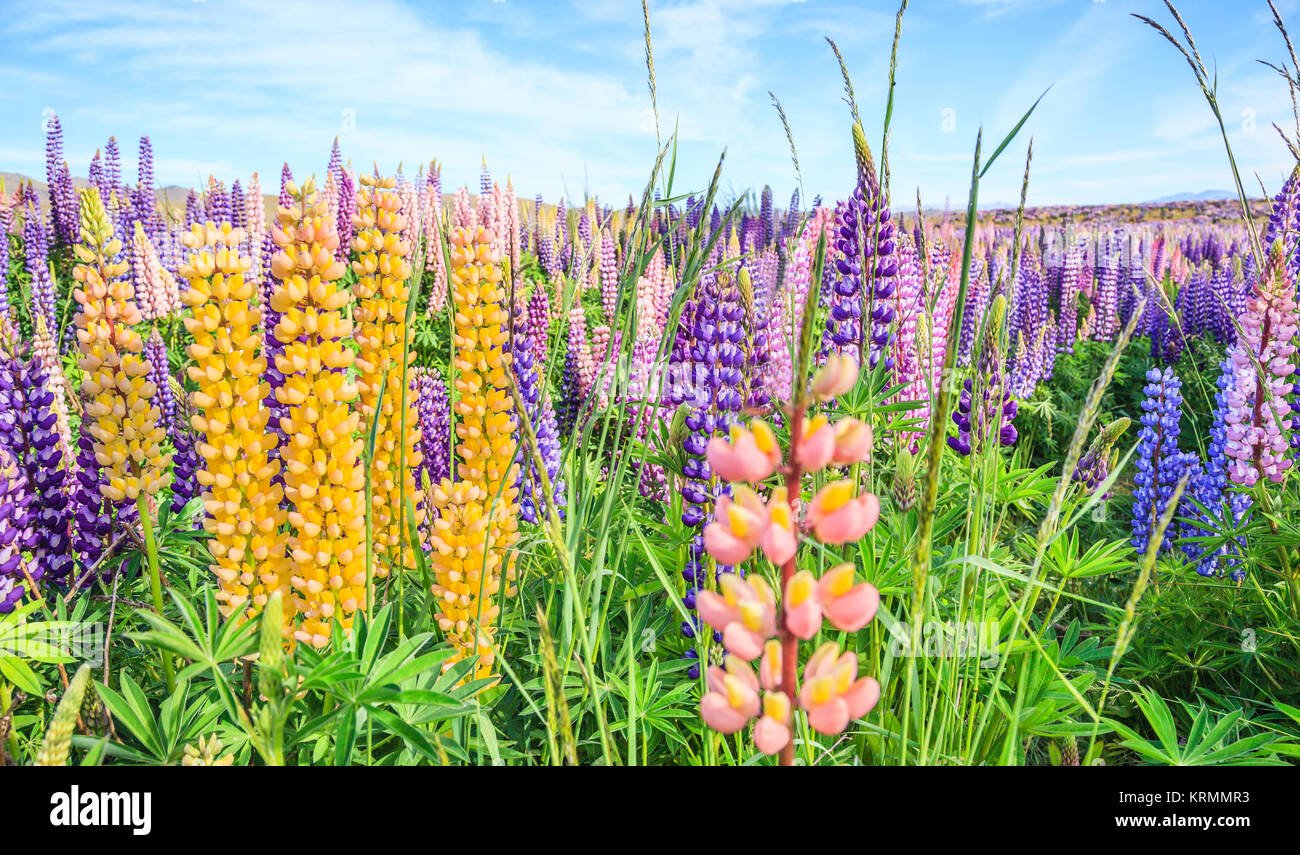 View of Lupin Flower Field near Lake Tekapo Landscape, New Zealand ...