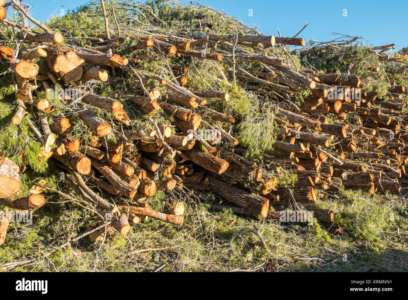 Stack of timber from forestry works Stock Photo - Alamy