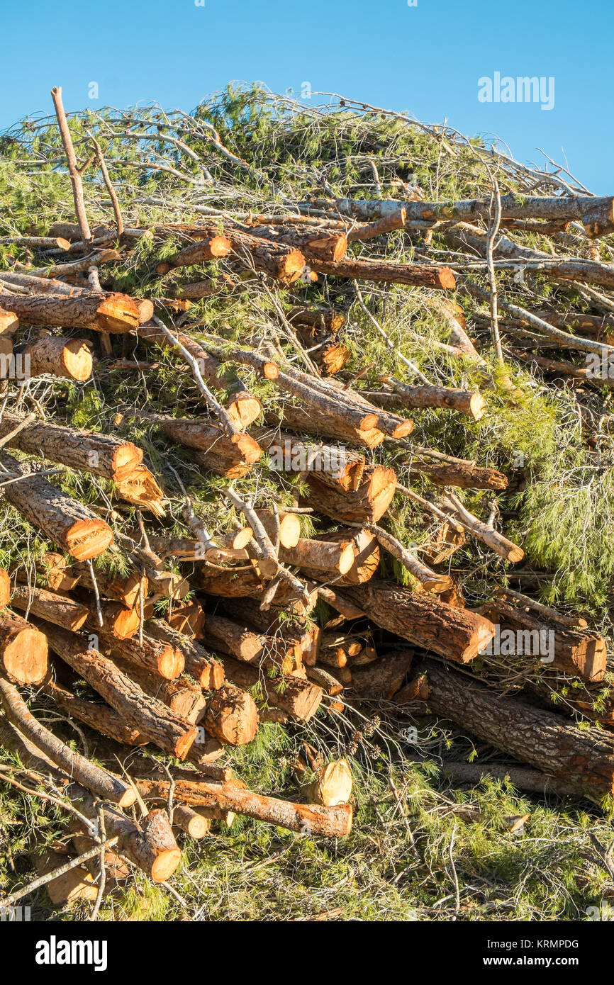 Stack of timber from forestry works Stock Photo - Alamy