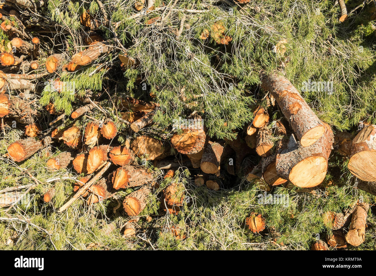 Stack of timber from forestry works Stock Photo - Alamy