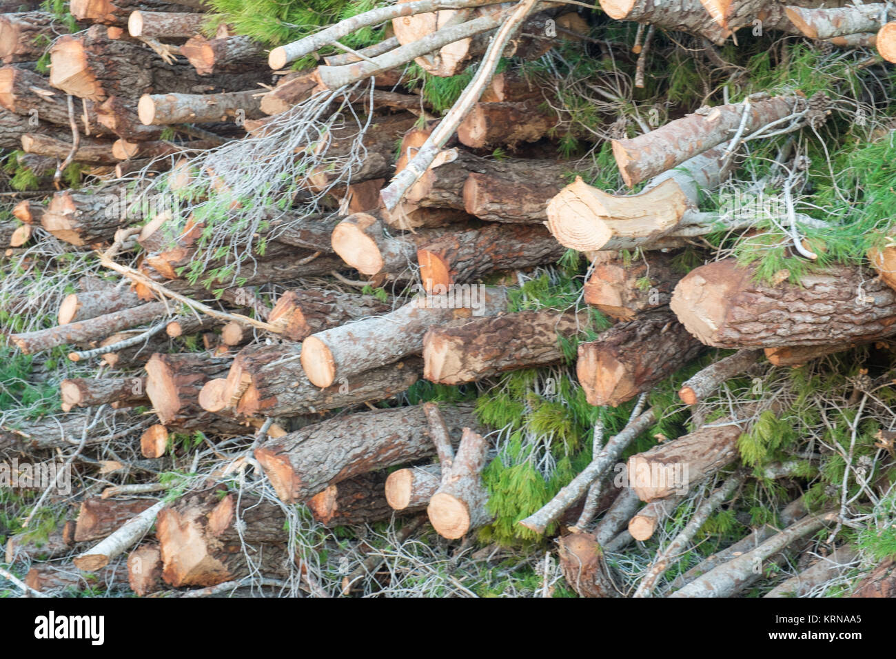 Stack of timber from forestry works Stock Photo - Alamy