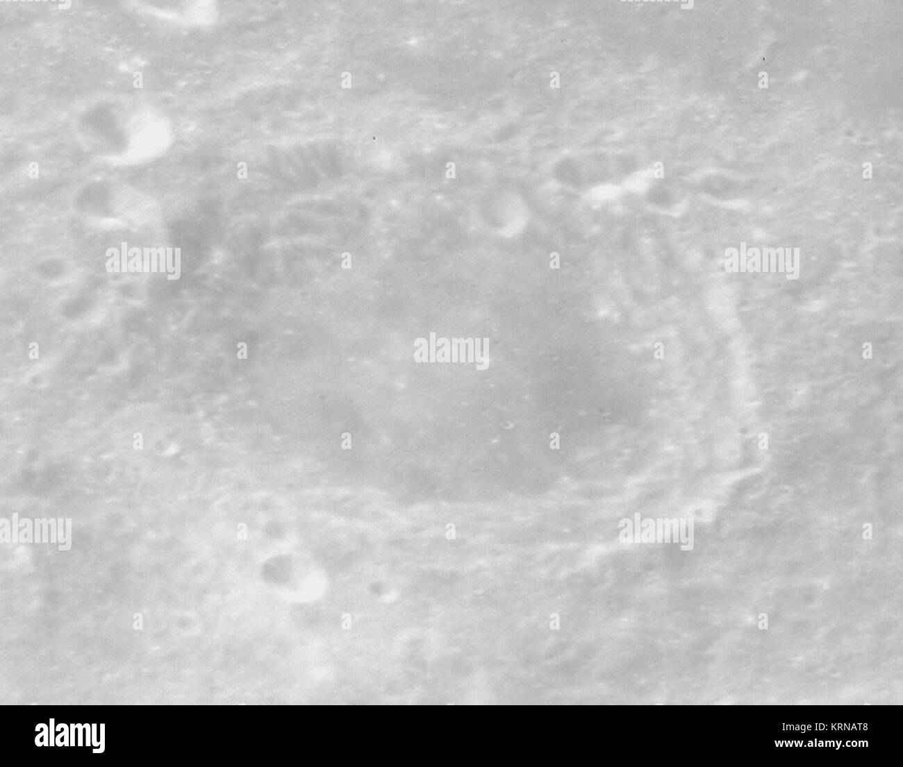 Berosus hi-res stock photography and images - Alamy