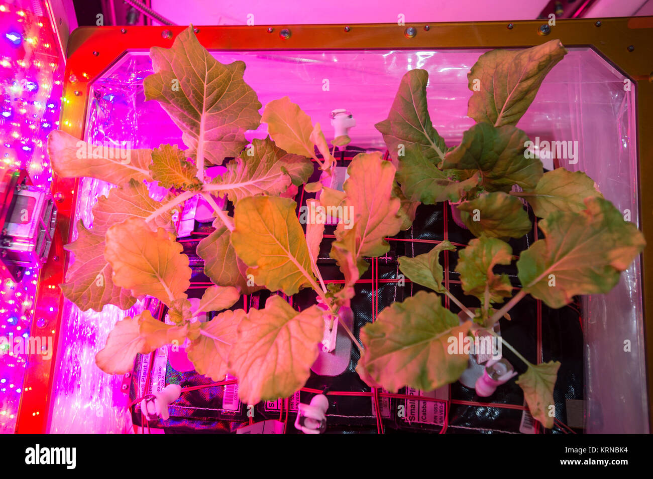 Iss veggie cabbage Stock Photo - Alamy