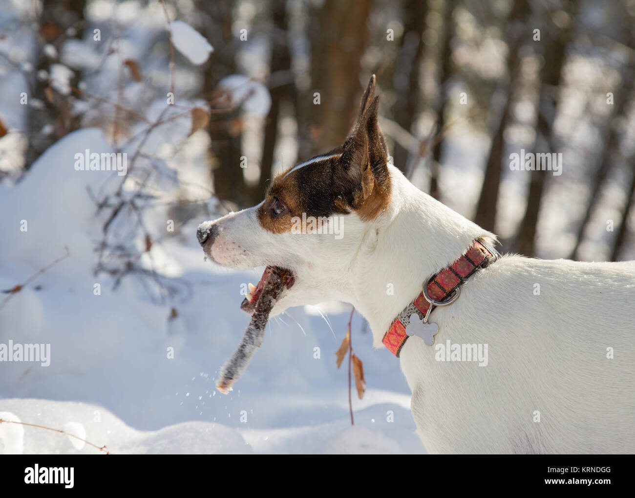 Close up side profile of a Jack Russell Terrier dog holding a snow ...