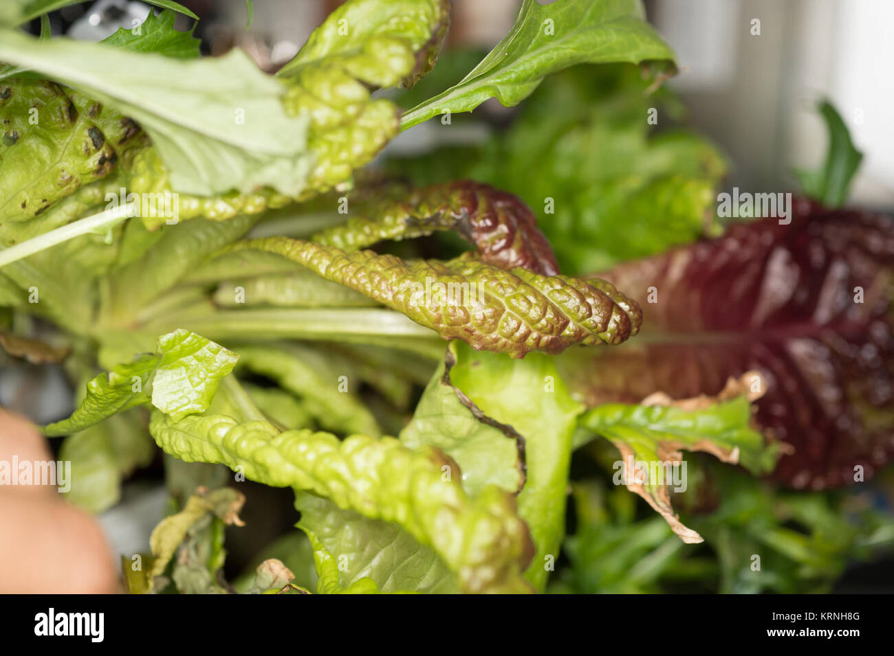 ISS-53 Red lettuce being cultivated inside the Veggie facility Stock ...