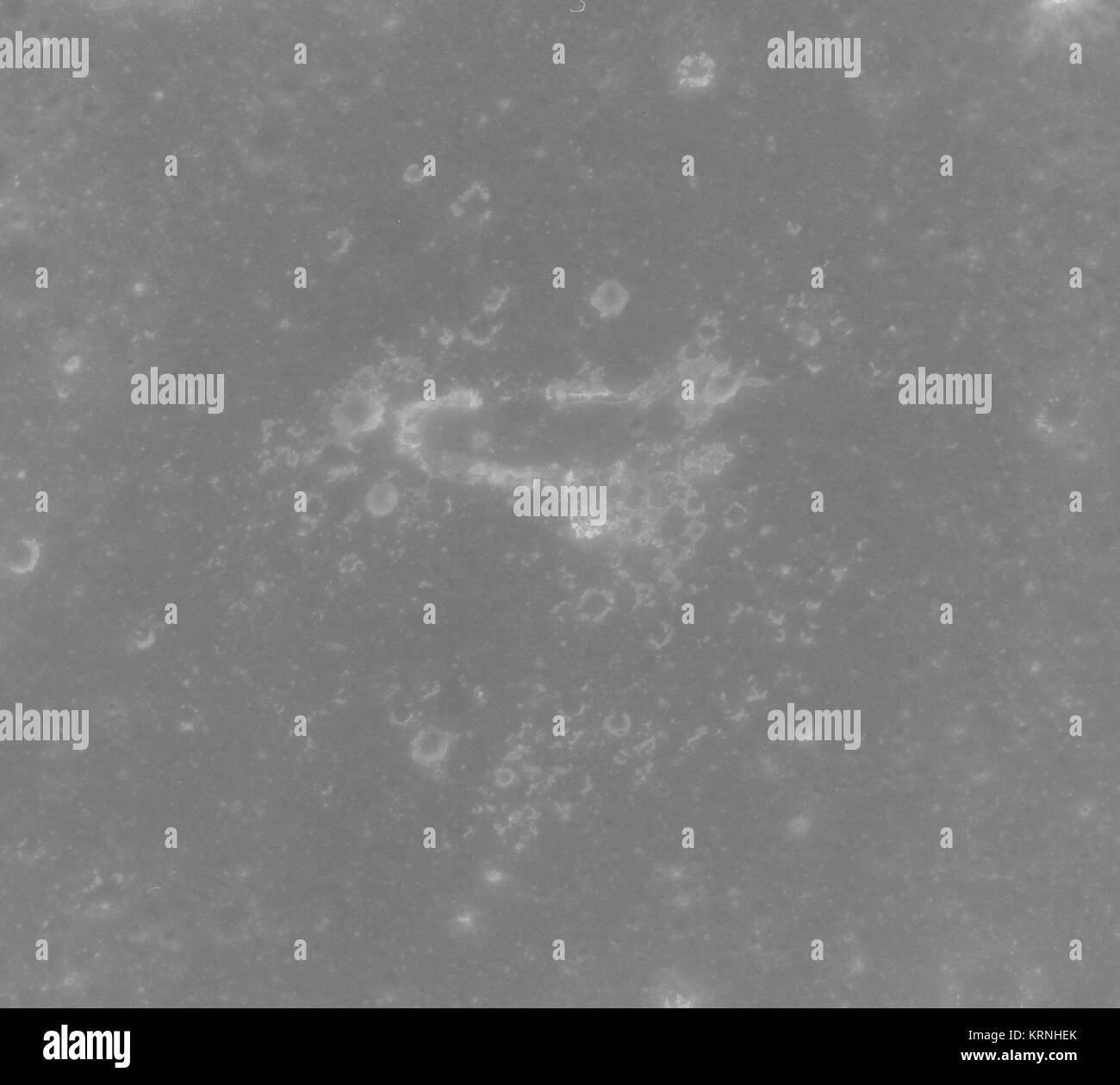 Mare soil Black and White Stock Photos & Images - Alamy