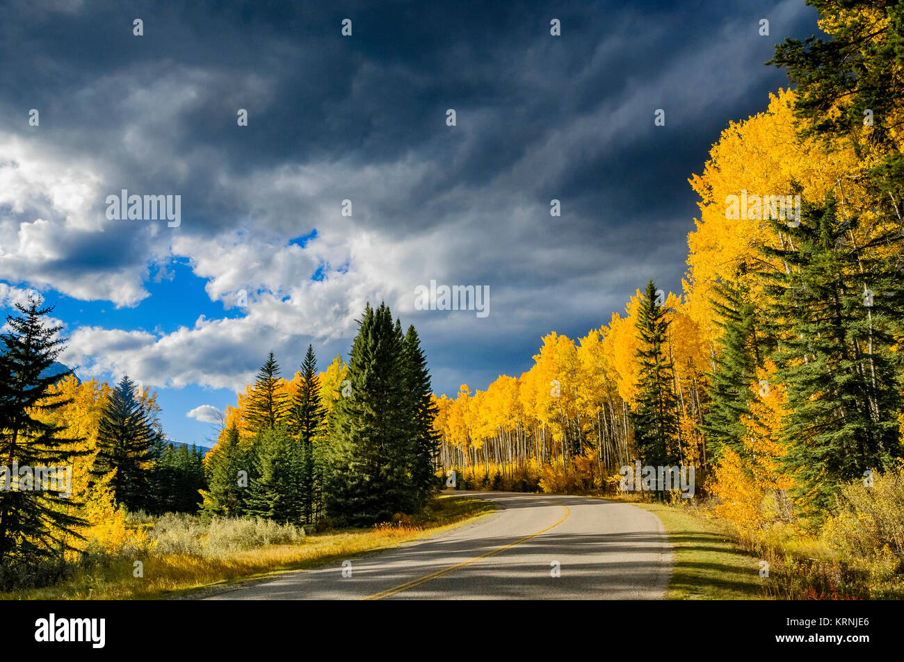 Fall colour, aspen trees, Bow Valley Parkway, Banff National Park ...
