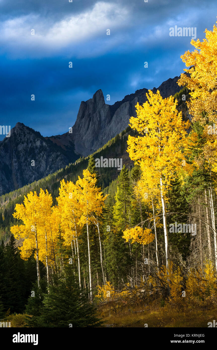 Banff trees fall hi-res stock photography and images - Alamy