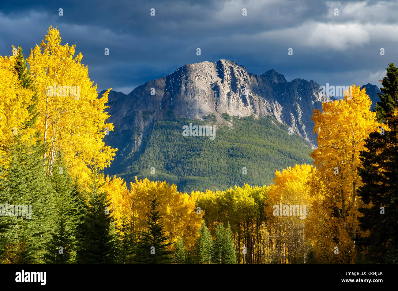 Fall colour, aspen trees, Bow Valley Parkway, Banff National Park ...