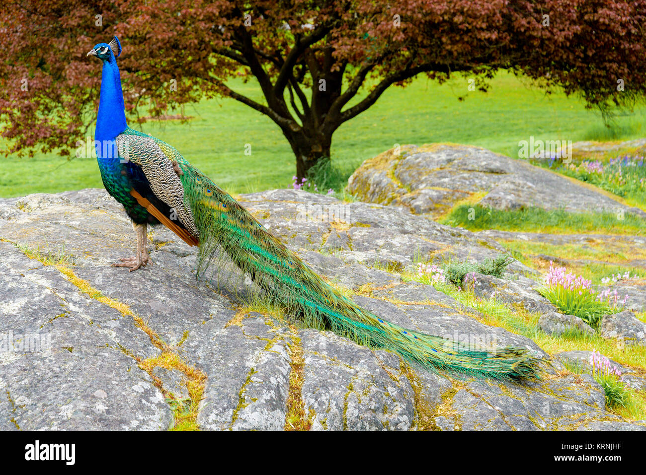 Peacock hill park victoria british hi-res stock photography and images ...