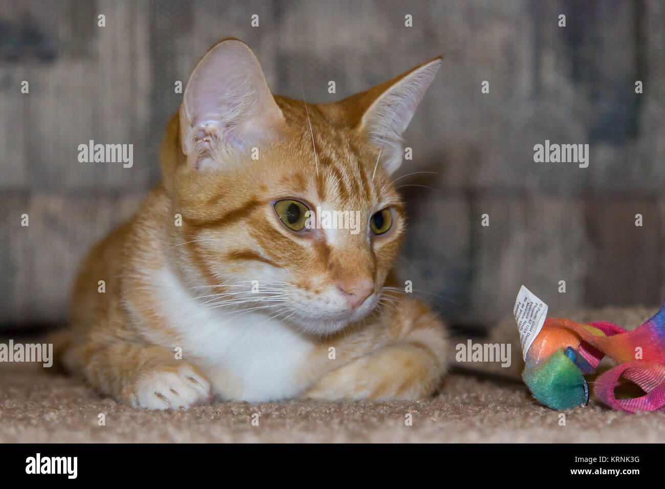 Male tabby cat hi-res stock photography and images - Alamy
