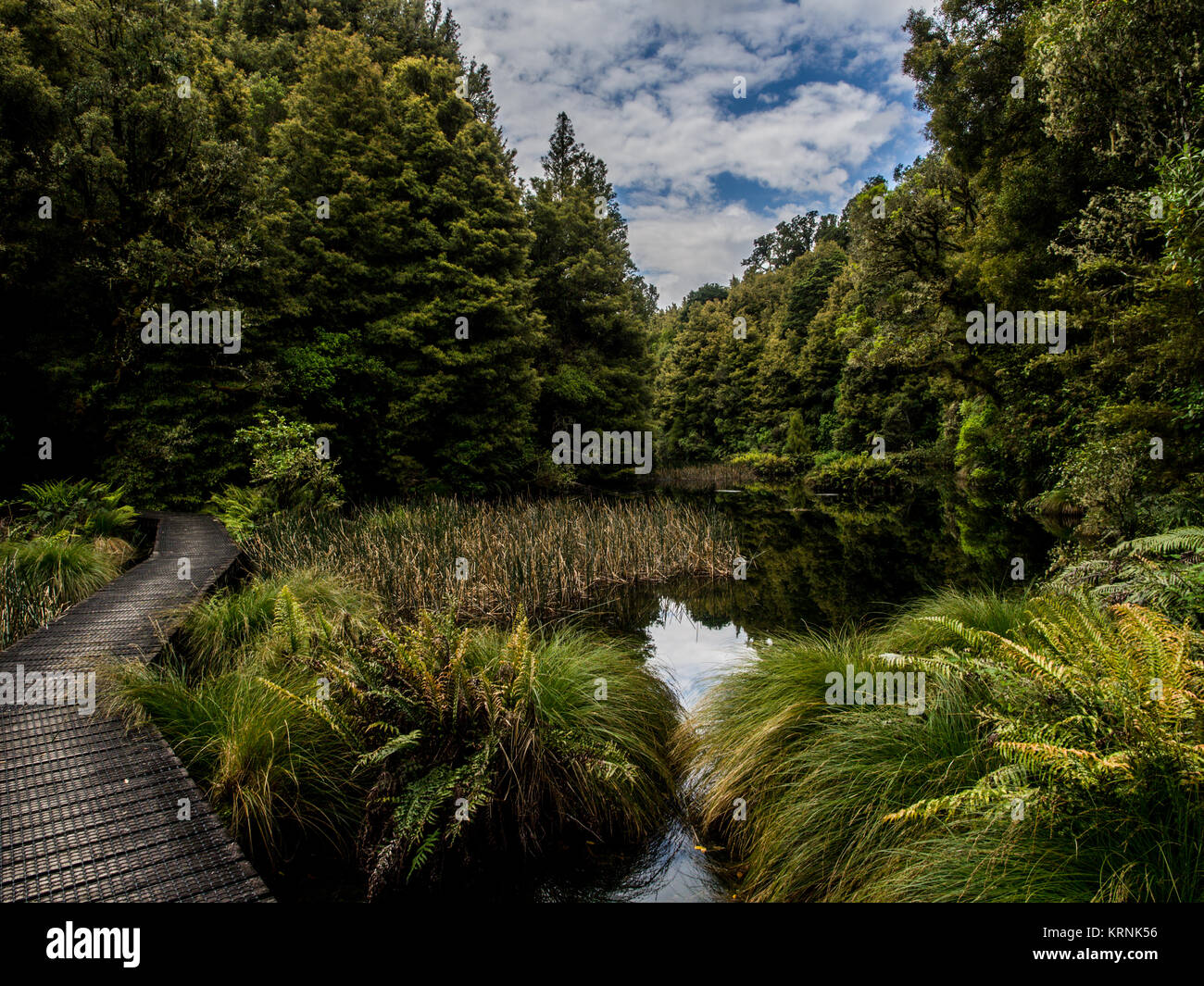 Native forest and wetland, Ohinetonga Lagoon, Owhango, Ruapehu District ...