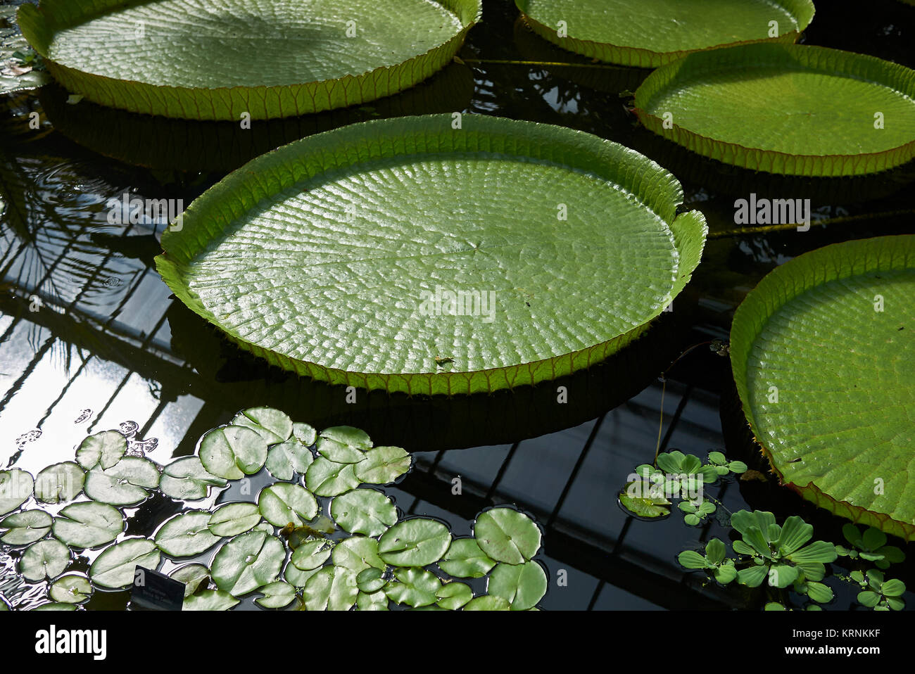 Victoria Amazonica Nymphaea Victoria High Resolution Stock Photography ...