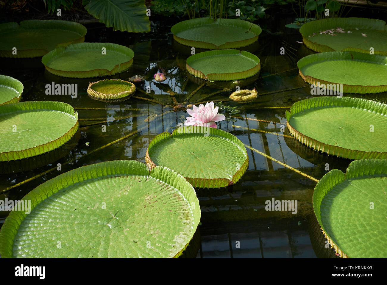 Victoria amazonica nymphaea victoria hi-res stock photography and ...