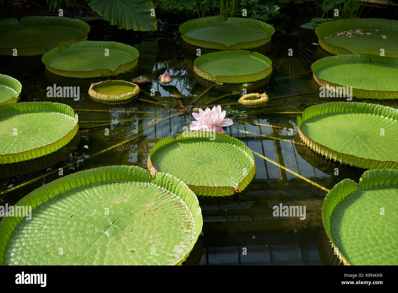 Victoria amazonica nymphaea victoria hi-res stock photography and ...
