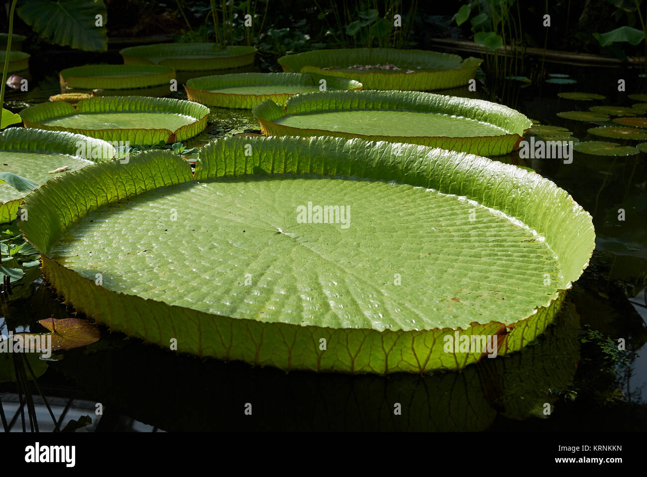 Victoria Amazonica Nymphaea Victoria High Resolution Stock Photography ...