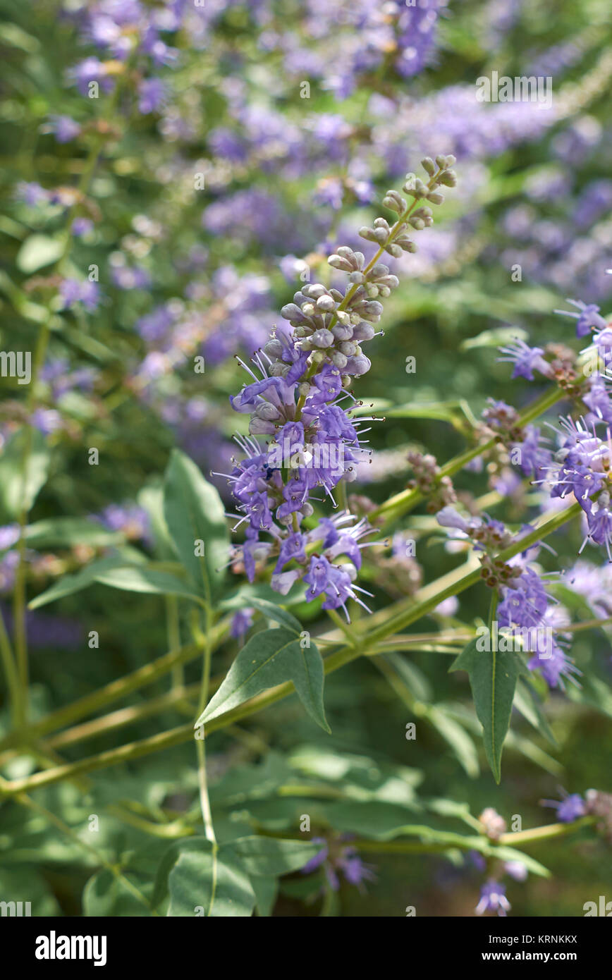 Vitex agnus castus hi-res stock photography and images - Alamy