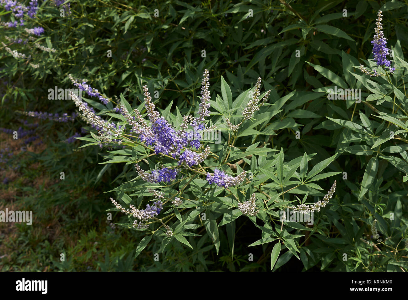 Chasteberry flowers hi-res stock photography and images - Alamy