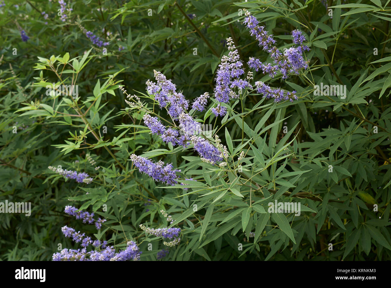 Chasteberry flowers hi-res stock photography and images - Alamy