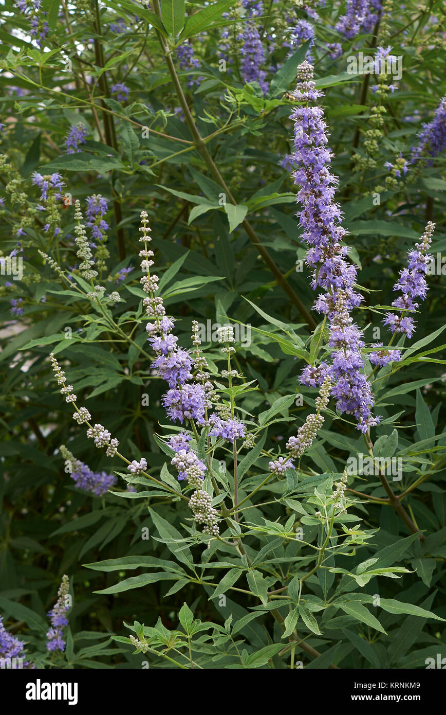 Vitex flowers hi-res stock photography and images - Alamy
