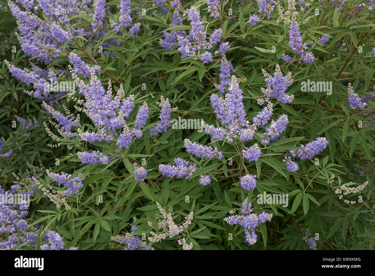 Vitex agnus castus hi-res stock photography and images - Alamy
