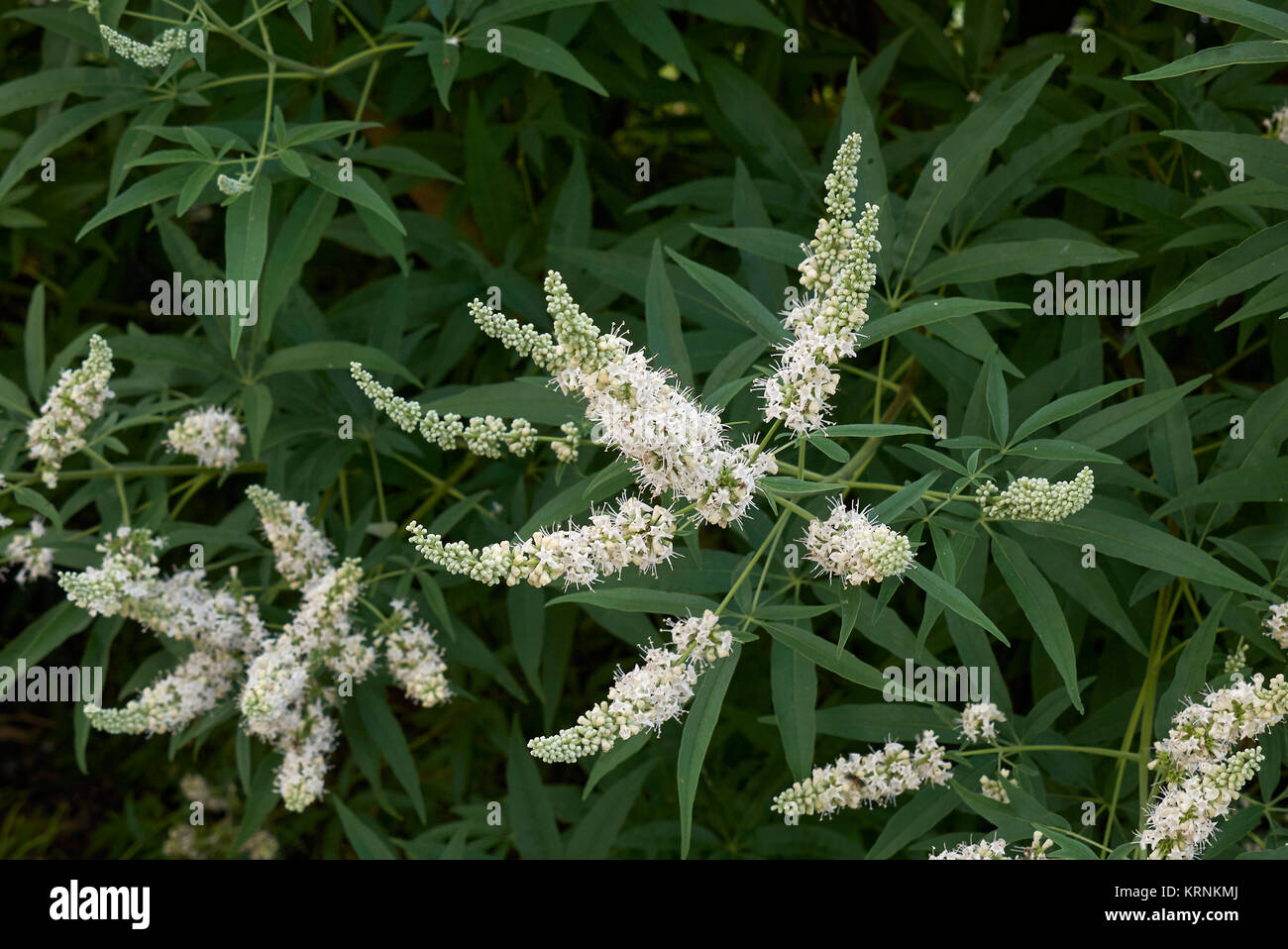 Vitex agnus castus hi-res stock photography and images - Alamy