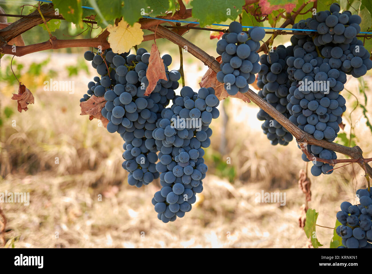 Fruit Grape Vine Vitis Vinifera Stock Photos & Fruit Grape Vine Vitis ... Fruit Grape Vine Vitis Vinifera Stock Photos & Fruit Grape Vine Vitis ...