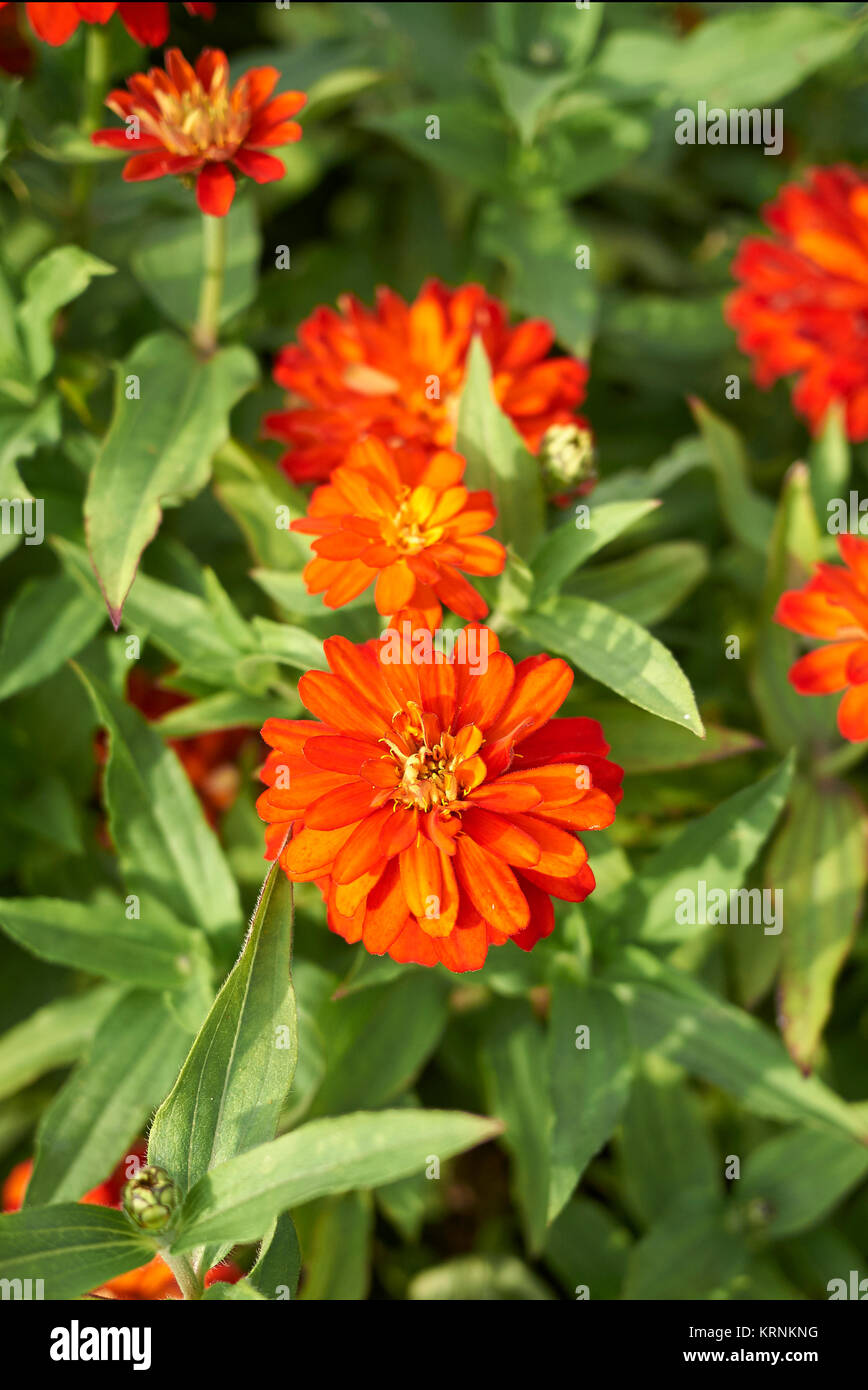 Zinnia elegans hi-res stock photography and images - Alamy