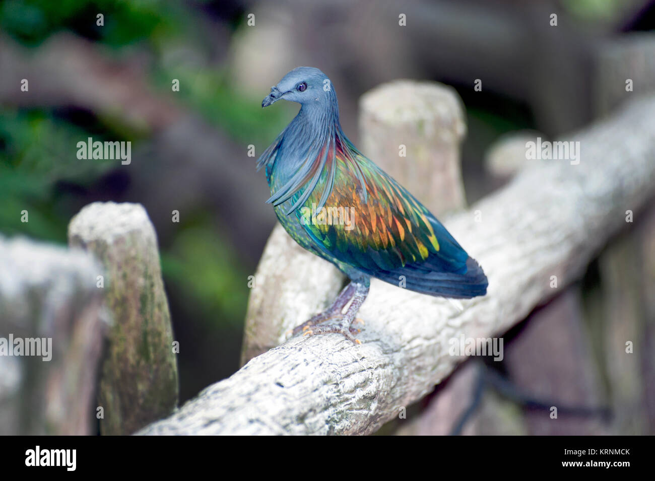 Endemic Species Nicobar Pigeon
