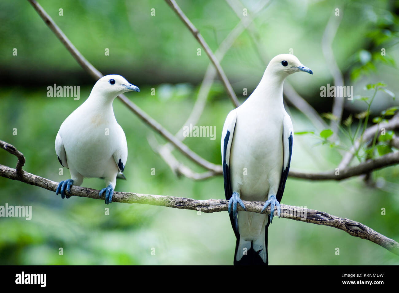 Pied imperial Pigeon perch on twig in park of Thailand Stock Photo - Alamy