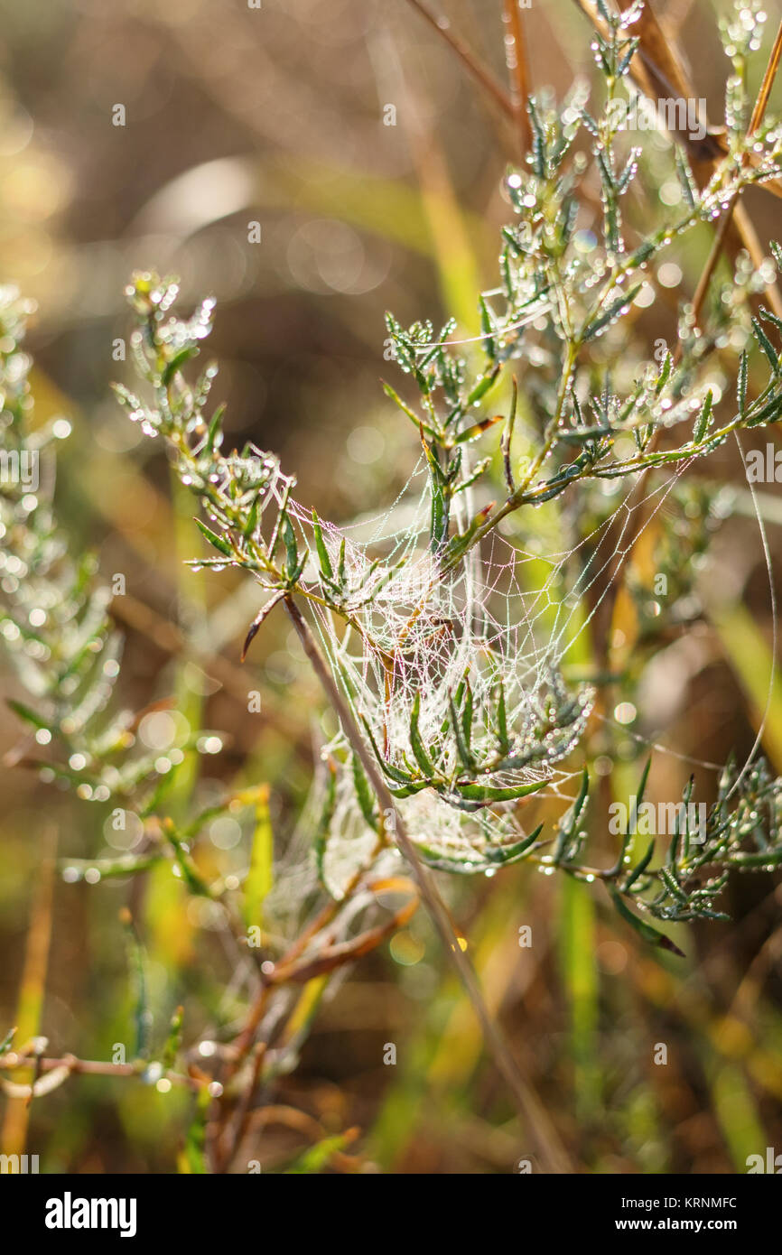 Close up view of the strings of a spiders web. Spider web with colorful ...