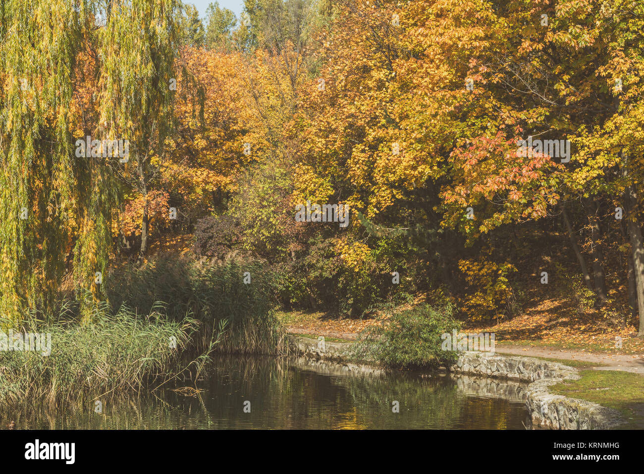 Autumn city park. Park in the fall. Ducks swim in the pond. Bright ...