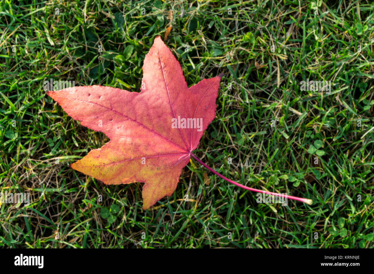 Lonely atumn leaf hi-res stock photography and images - Alamy