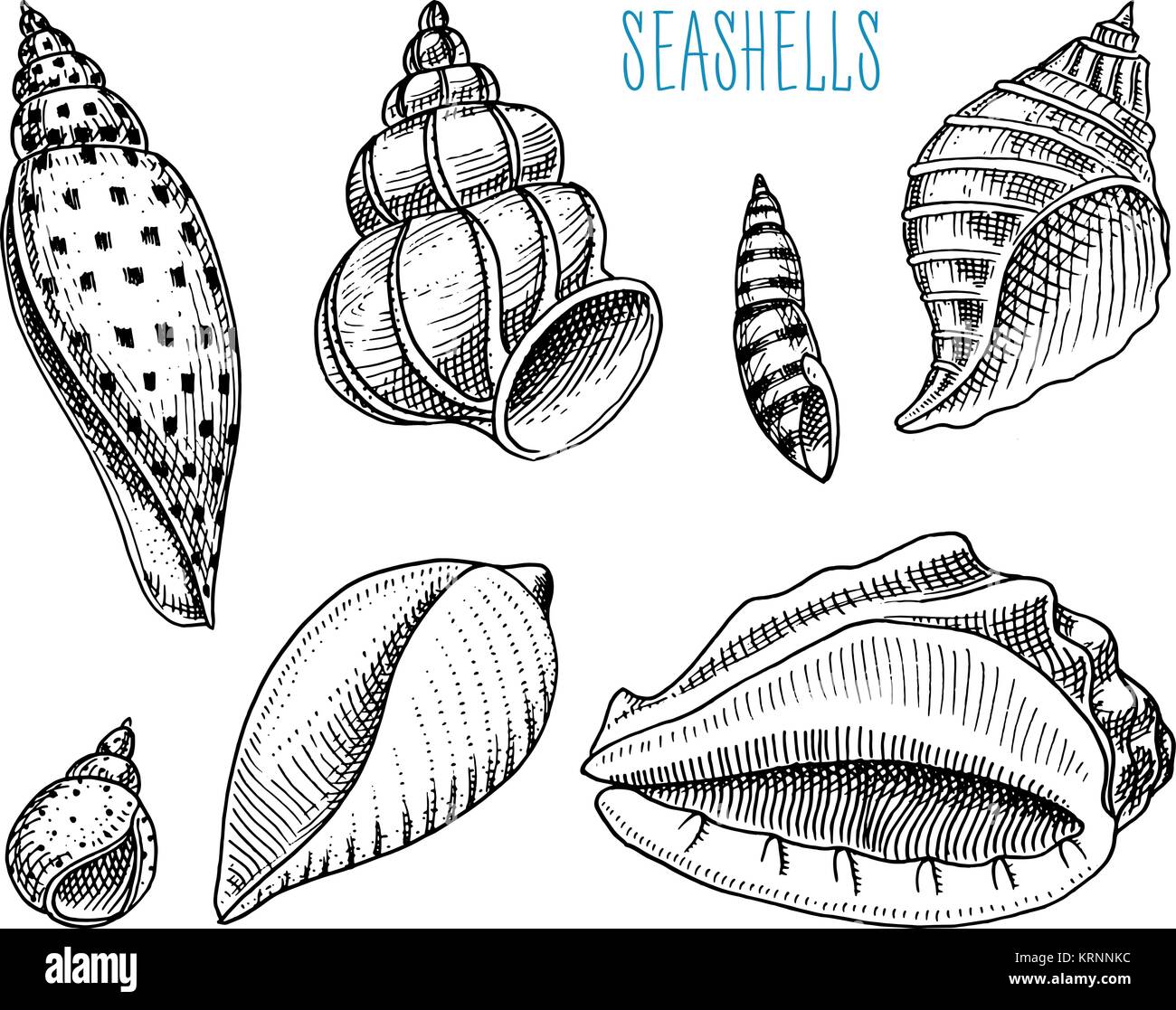 Different marine life forms hi-res stock photography and images - Alamy