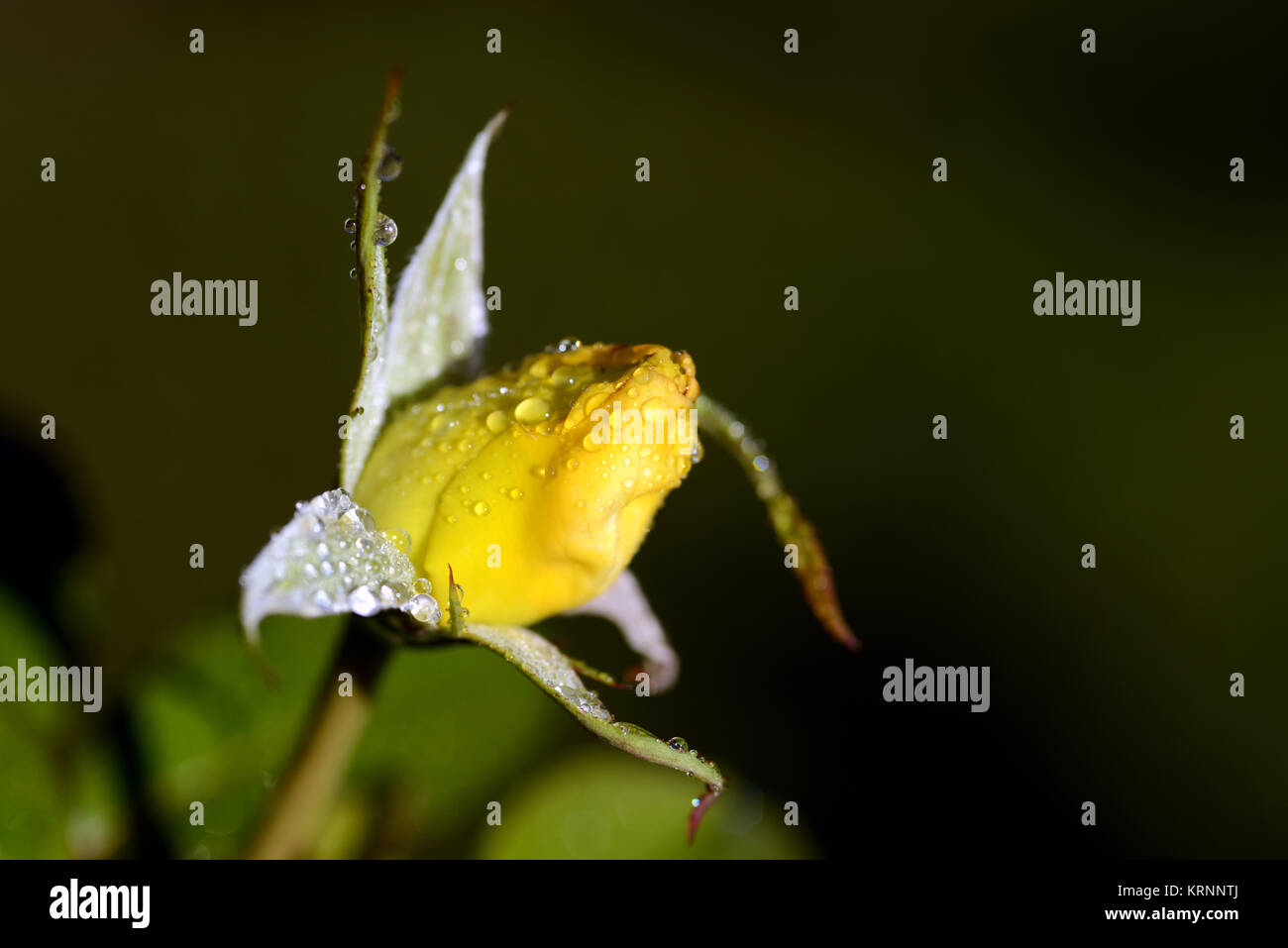 A rose is a woody perennial flowering plant of the genus Rosa, in the ...
