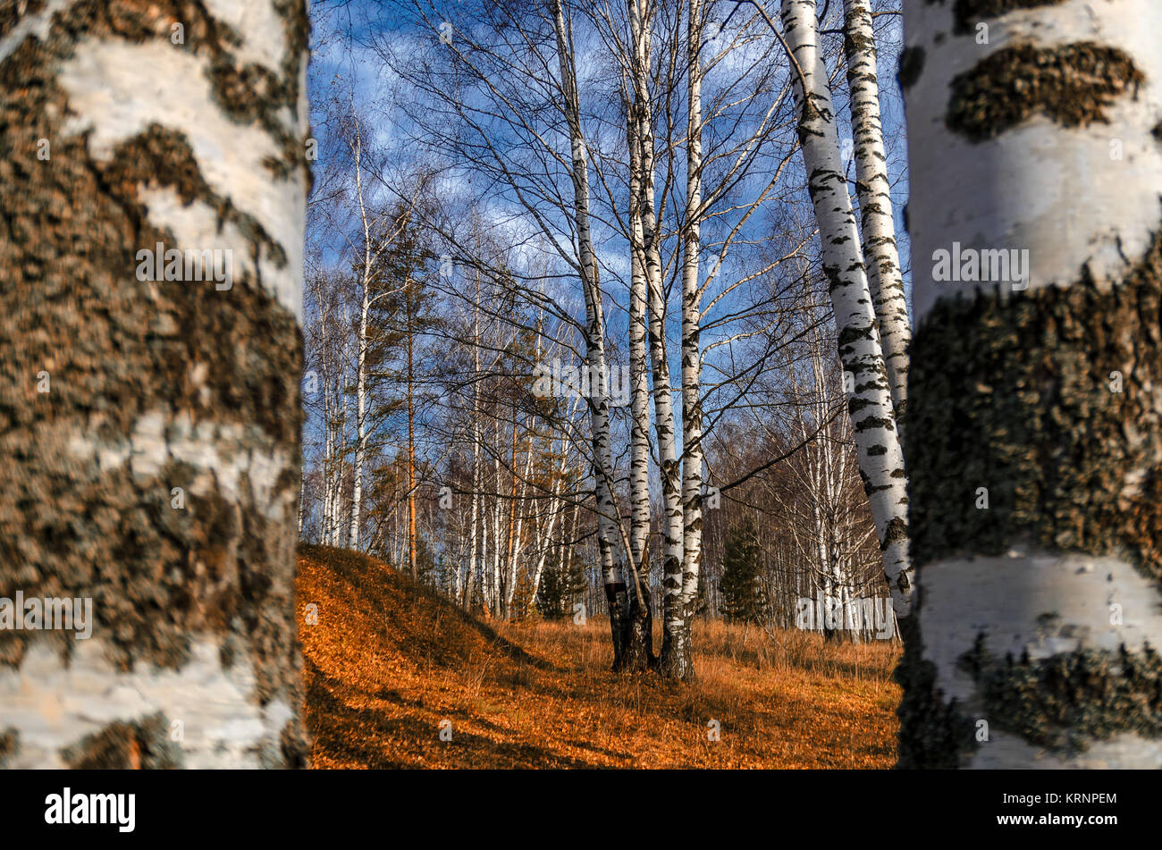 Birch grove in autumn Stock Photo - Alamy