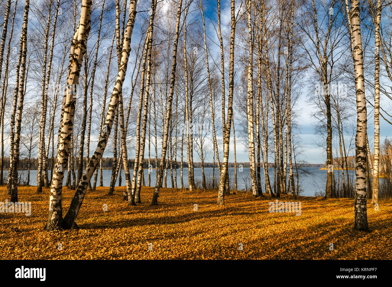 Birch grove in autumn Stock Photo - Alamy