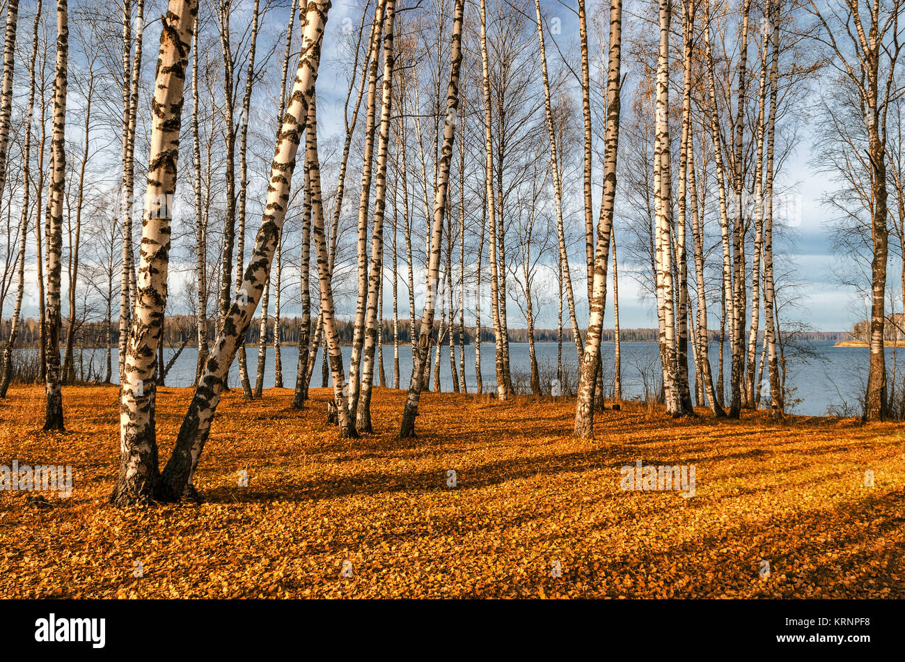 Birch branches in light street hi-res stock photography and images - Alamy