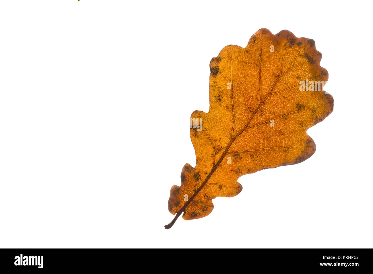 Eichenblatt Cut Out Stock Images & Pictures - Alamy