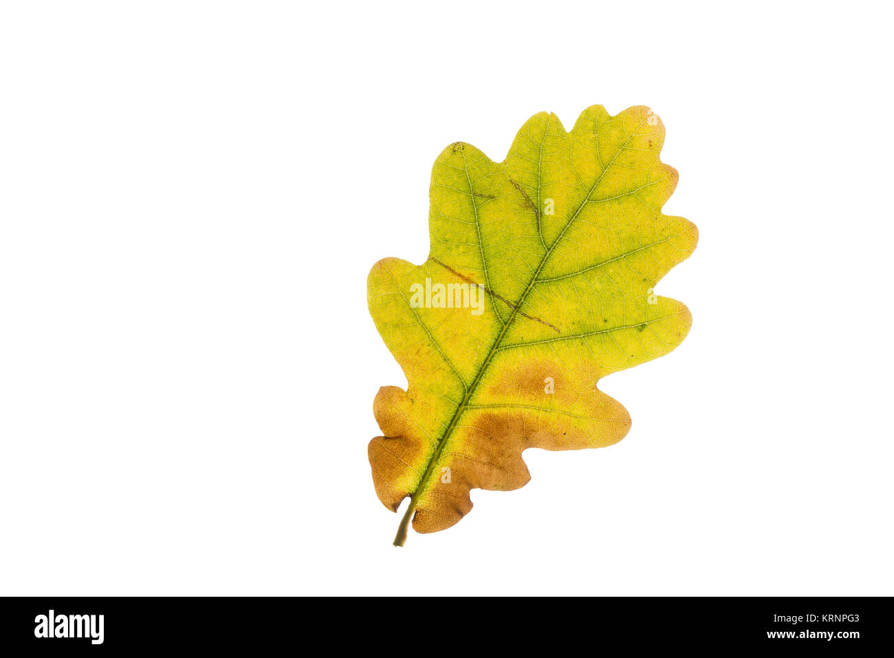 Eichenblatt hi-res stock photography and images - Alamy