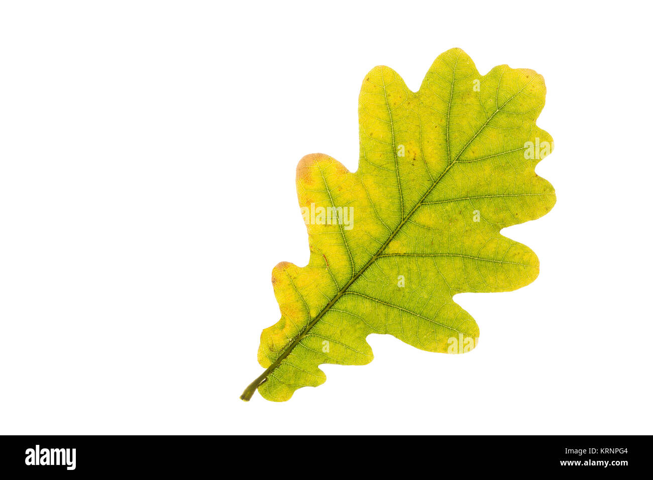 Eichenblatt hintergrund hi-res stock photography and images - Alamy