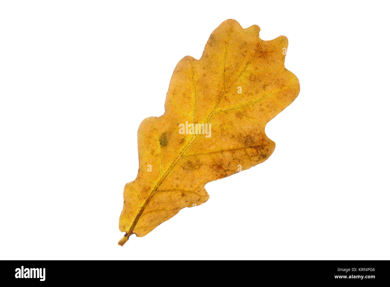 Eichenblatt hi-res stock photography and images - Alamy